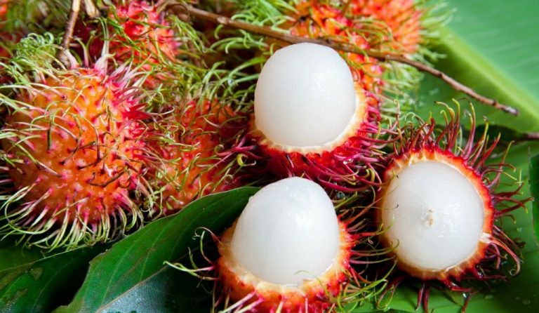 Rambutan Fruta: Para que serve, valor nutricional, benefícios e ...