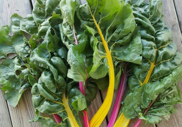 Acelga: Para que serve, valor nutricional, benefícios e malefícios ...