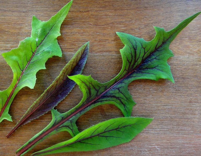 Almeirão: Para que serve, valor nutricional, benefícios e uso | Cura ...