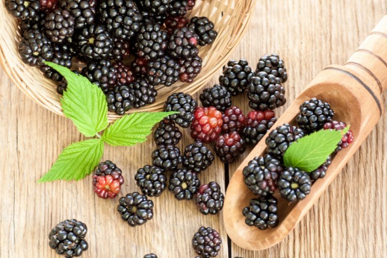 Amora: Para que serve, benefícios, como usar e malefícios | Cura Natural