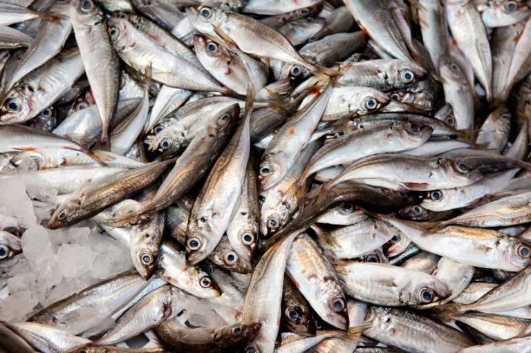 Os 15 Benefícios da Sardinha Para Saúde! | Cura Natural