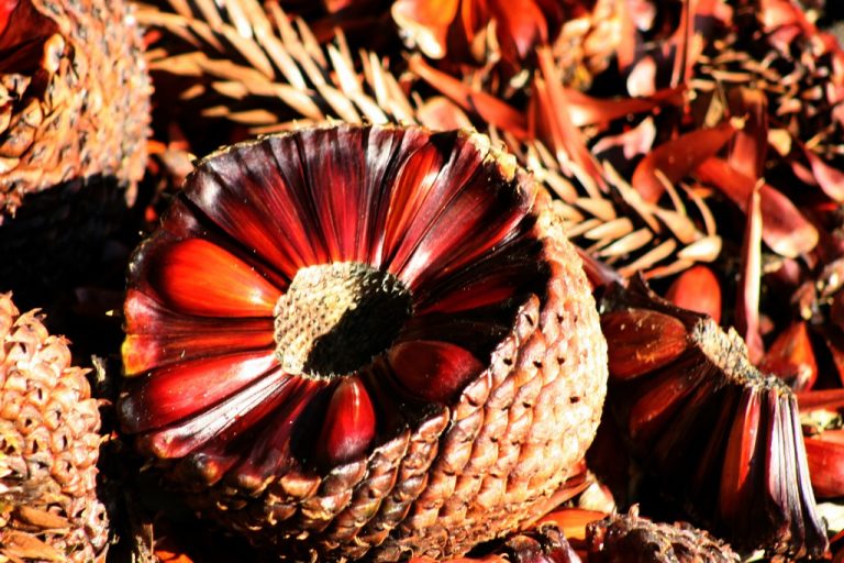 Os 20 Benefícios do Pinhão Para Saúde! | Cura Natural