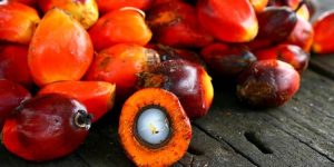 Breu Fruta: Para que serve, valor nutricional e benefícios | Cura Natural