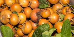 Breu Fruta: Para que serve, valor nutricional e benefícios | Cura Natural