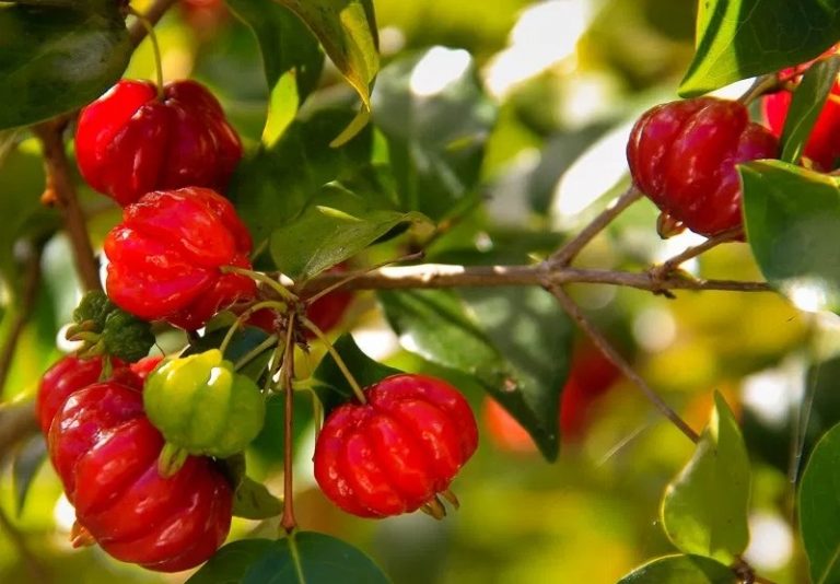 Pitanga: Para que serve, valor nutricional e benefícios | Cura Natural