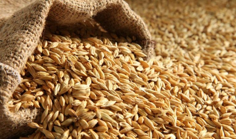 Cevada: Para que serve, valor nutricional, benefícios, receitas e ...