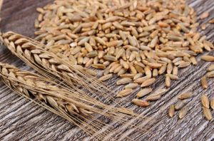 Centeio: Para que serve, valor nutricional, benefícios e malefícios ...