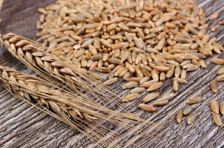 Centeio: Para que serve, valor nutricional, benefícios e malefícios ...