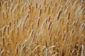 Cevada: Para que serve, valor nutricional, benefícios, receitas e ...