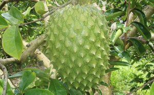 Graviola: Para que serve, valor nutricional, benefícios e malefícios ...