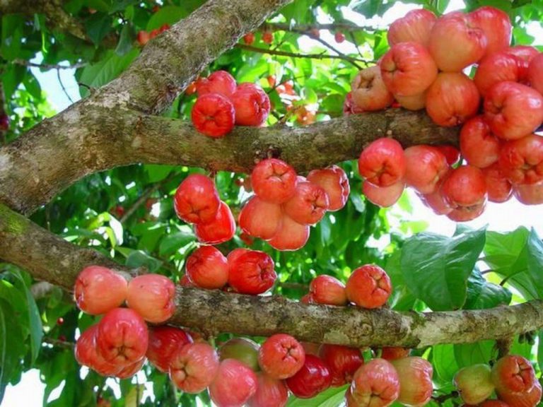 Jambo: Para que serve, valor nutricional, uso e benefícios | Cura Natural