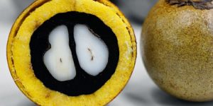 Abricó Fruta: Valor nutricional, benefícios, como usar e ...