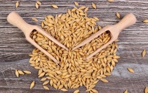 Cevada: Para que serve, benefícios, como consumir e contraindicação ...