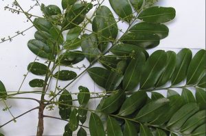 Chá de Marupá: Para que serve, benefícios, receita e efeitos colaterais ...