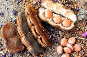 Coronha – O que é, Benefícios e Como Usar! | Cura Natural
