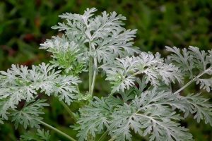 Absinto – O que é, Benefícios e Como Usar! | Cura Natural