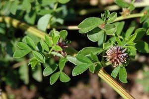 Alcaçuz - O que é, Benefícios e Como Usar | Cura Natural