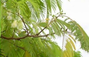 Angico - O que é, Benefícios e Como Usar! | Cura Natural