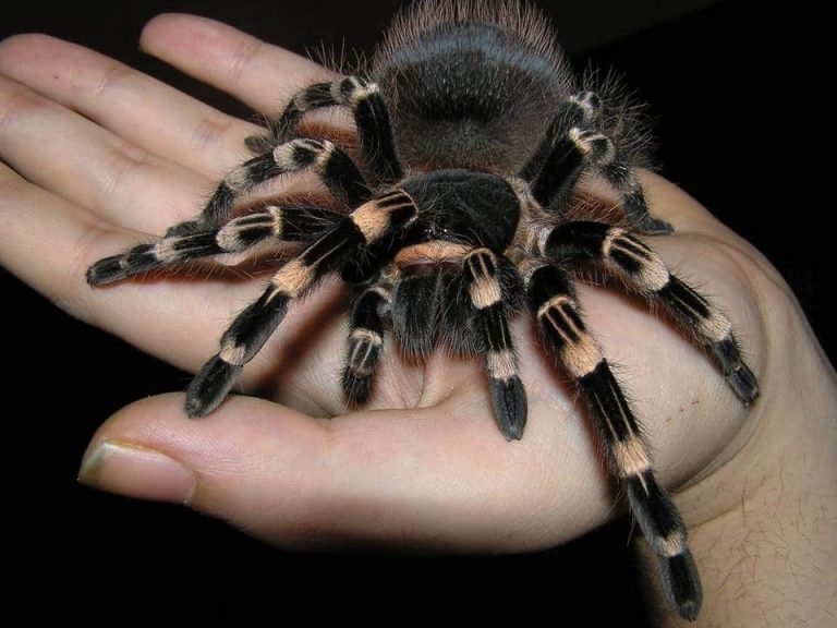 Aracnofobia O Que é Causas Sintomas E Tratamentos Cura Natural