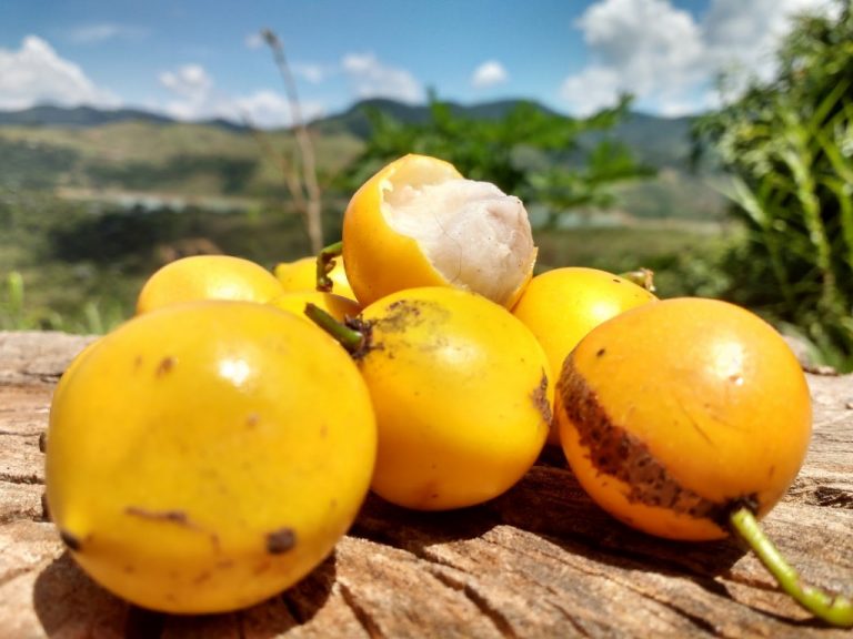 Bacupari Fruta: Para que serve, valor nutricional e benefícios | Cura ...
