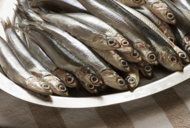 Os 30 Benefícios da Anchova Para Saúde! | Cura Natural