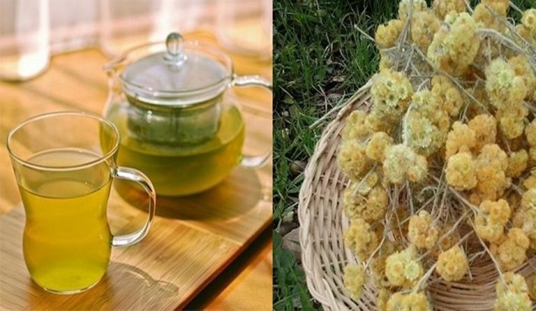 Chá de Macela: O que é, propriedades, benefícios e como usar | Cura Natural