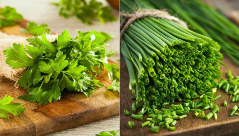 Os 30 Benefícios do Cheiro Verde! | Cura Natural