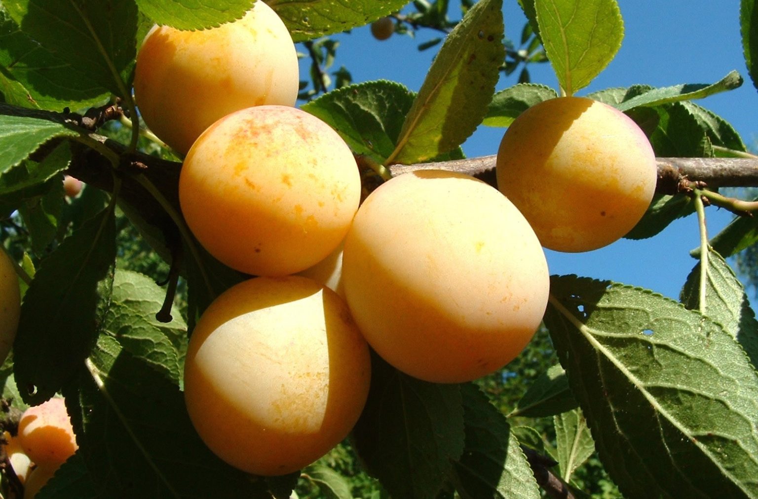 Abricó Fruta: Para que serve, valor nutricional e benefícios | Cura Natural