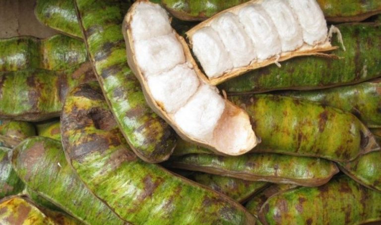 Ingá dedo Fruta: O que é, benefícios e receitas | Cura Natural