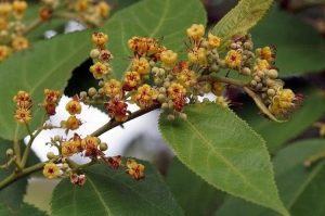 Mutamba - O que é, Benefícios e Como Usar! | Cura Natural