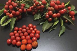 Porangaba Fruta: Propriedades, benefícios, receitas e contraindicações ...