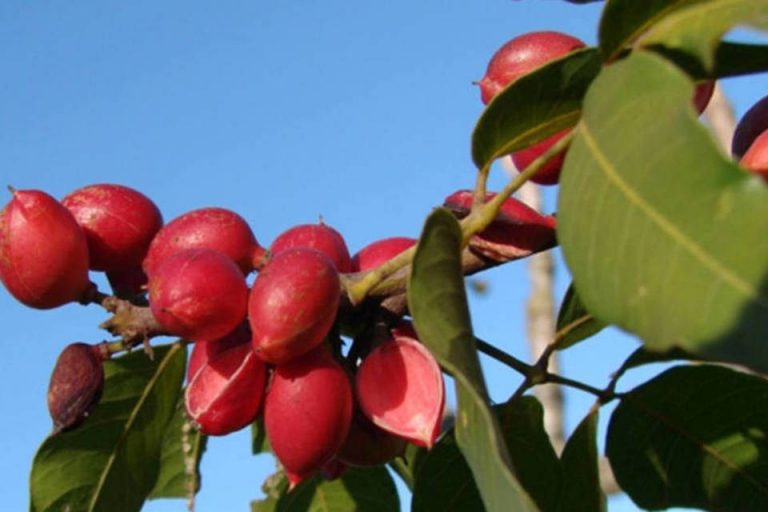 Breu Fruta: Para que serve, valor nutricional e benefícios | Cura Natural