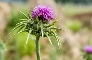 Cardo - O que é, Benefícios e Como Usar! | Cura Natural