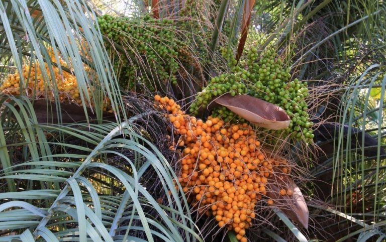 Butiá Fruta: Para que serve, valor nutricional, benefícios e como usar ...