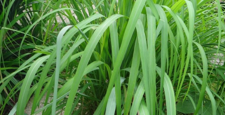 Citronela - O que é, Benefícios e Como Usar | Cura Natural