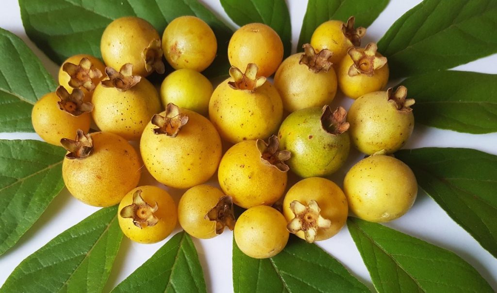 Gabiroba Fruta: origens, benefícios, como usar e receita | Cura Natural