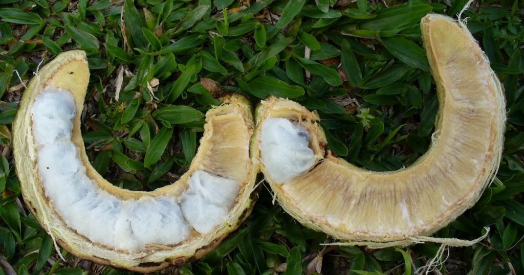 Ingá Ferradura Fruta: Para que serve, propriedades e benefícios | Cura ...