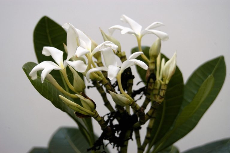 Janaúba - O que é, Benefícios e Como Usar | Cura Natural