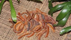 Jucá - O que é, Benefícios e Como Usar | Cura Natural