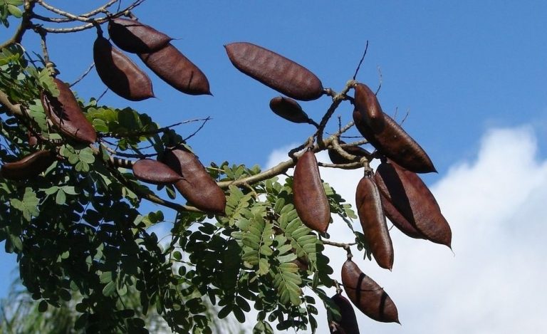 Jucá - O que é, Benefícios e Como Usar | Cura Natural