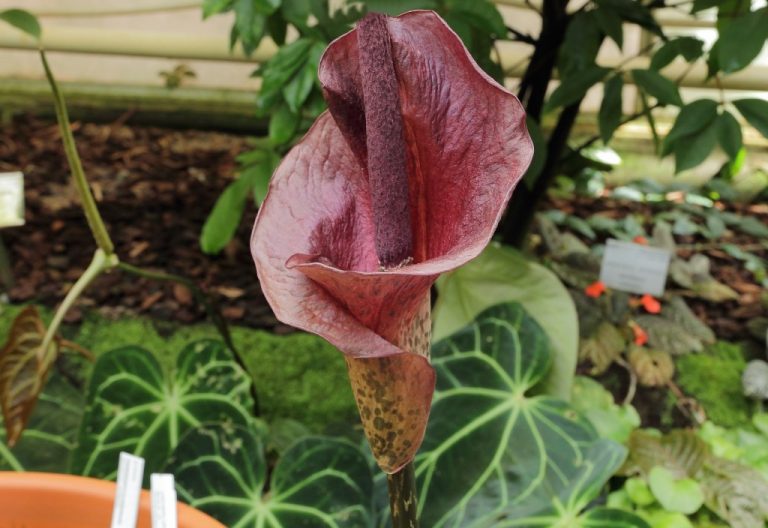 Konjac - O que é, Benefícios e Como Usar! | Cura Natural