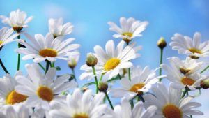 Malmequer - O que é, Benefícios e Como Usar! | Cura Natural