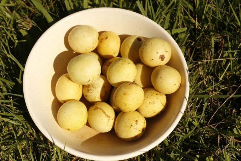 Marula Fruta: O que é, para que serve e benefícios | Cura Natural