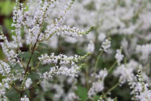 Mirra - O que é, Benefícios e Como Usar! | Cura Natural