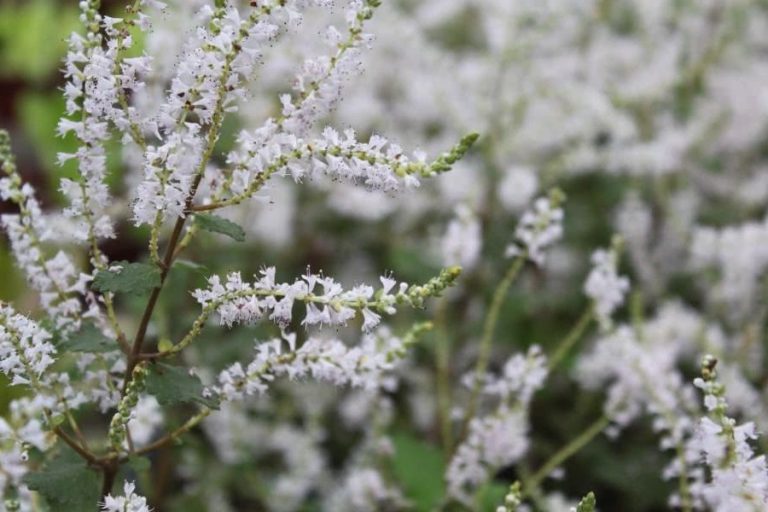 Mirra - o que é, benefícios, para que serve e como usar! | Cura Natural