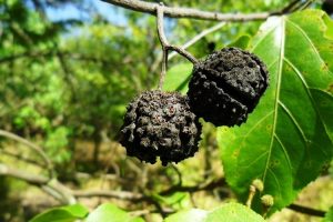 Mutamba - O que é, Benefícios e Como Usar! | Cura Natural