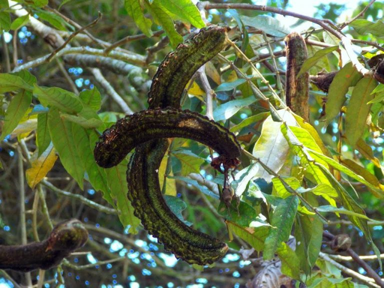 Ingá Ferradura Fruta: Para que serve, propriedades e benefícios | Cura ...