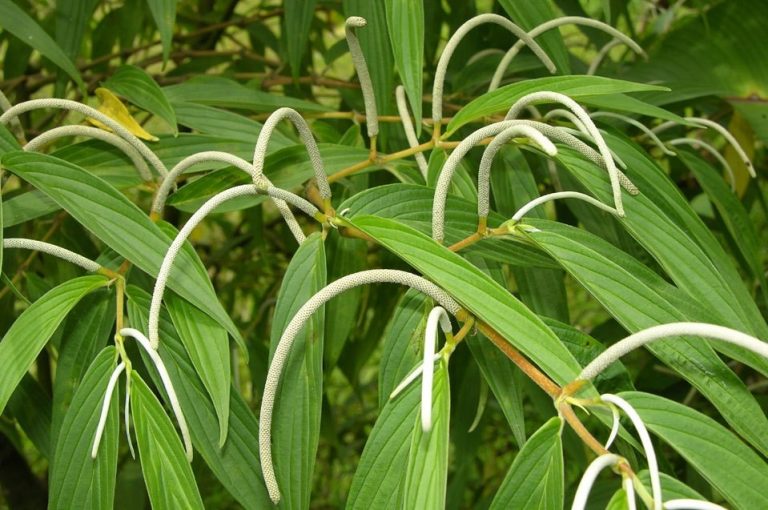 Os 10 Benefícios da Pimenta de Macaco Para Saúde! | Cura Natural