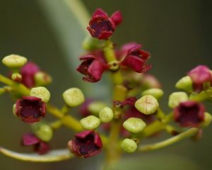 Sândalo - O que é, Benefícios e Como Usar! | Cura Natural