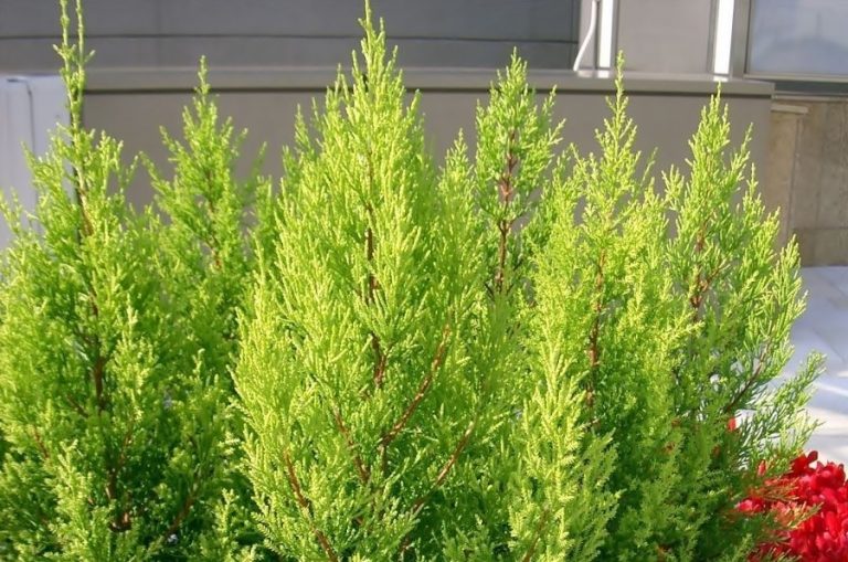 Tuia - O que é, Benefícios e Como Usar | Cura Natural